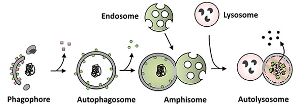 Autophagy in mammalian cells